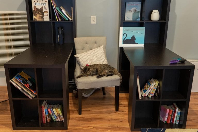 Visiting the First Cleveland Cat Cafe: Cats and Coffee at AffoGATO