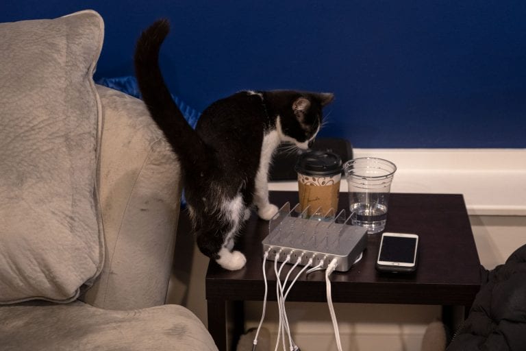 Visiting the First Cleveland Cat Cafe: Cats and Coffee at AffoGATO