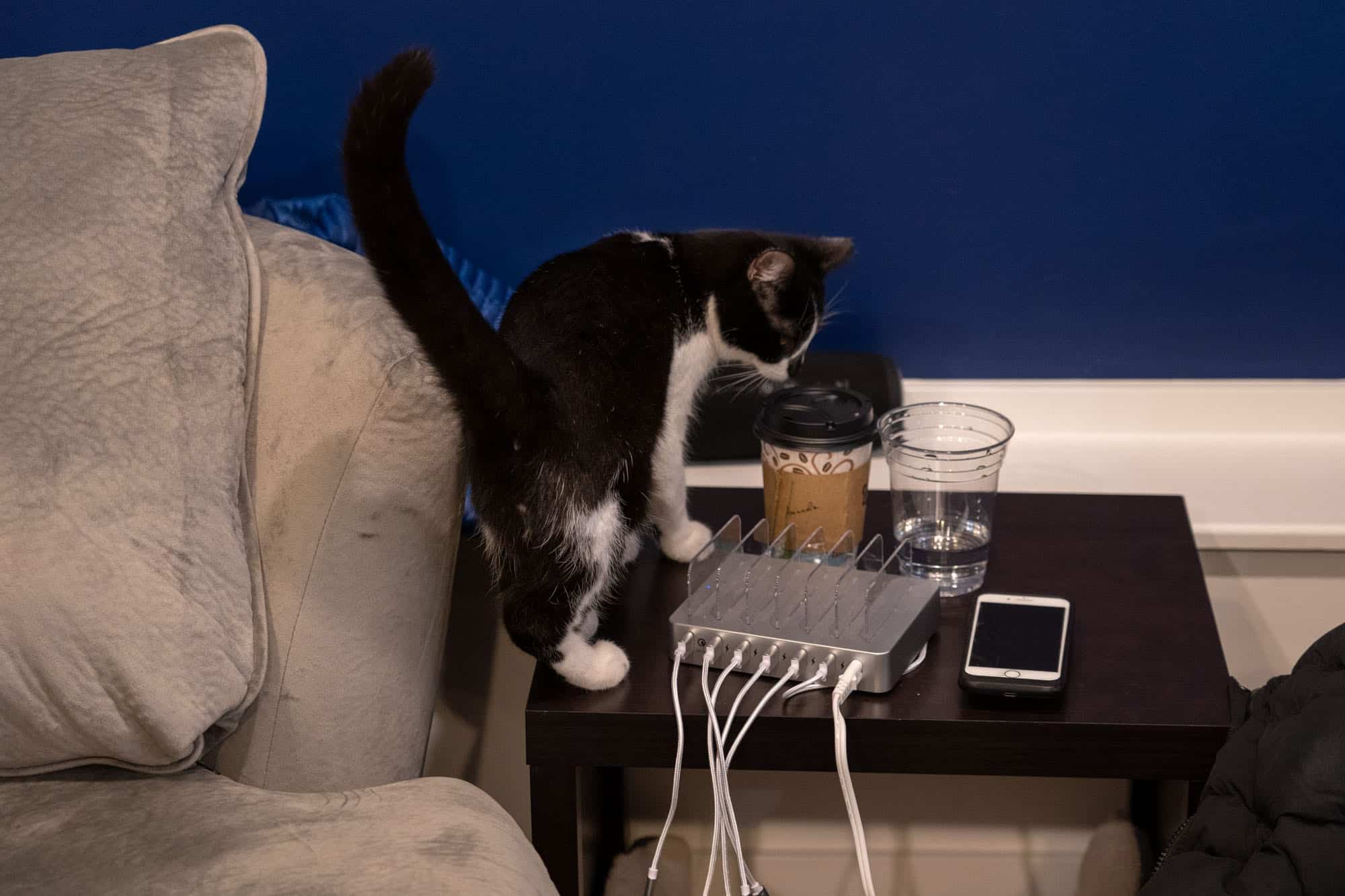 Visiting the First Cleveland Cat Cafe: Cats and Coffee at AffoGATO