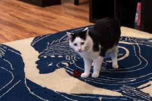 Visiting the First Cleveland Cat Cafe: Cats and Coffee at AffoGATO
