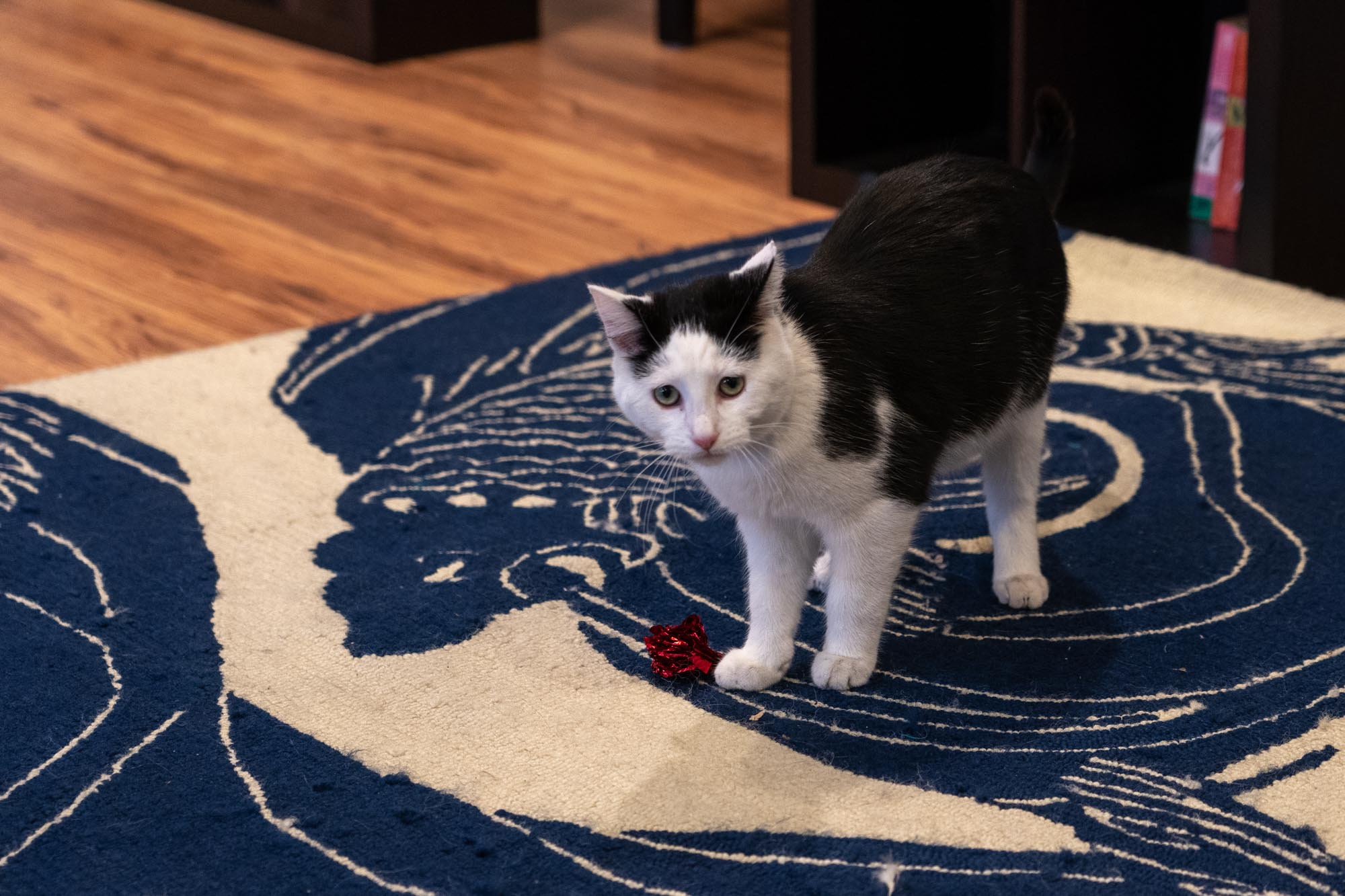 Visiting the First Cleveland Cat Cafe: Cats and Coffee at AffoGATO