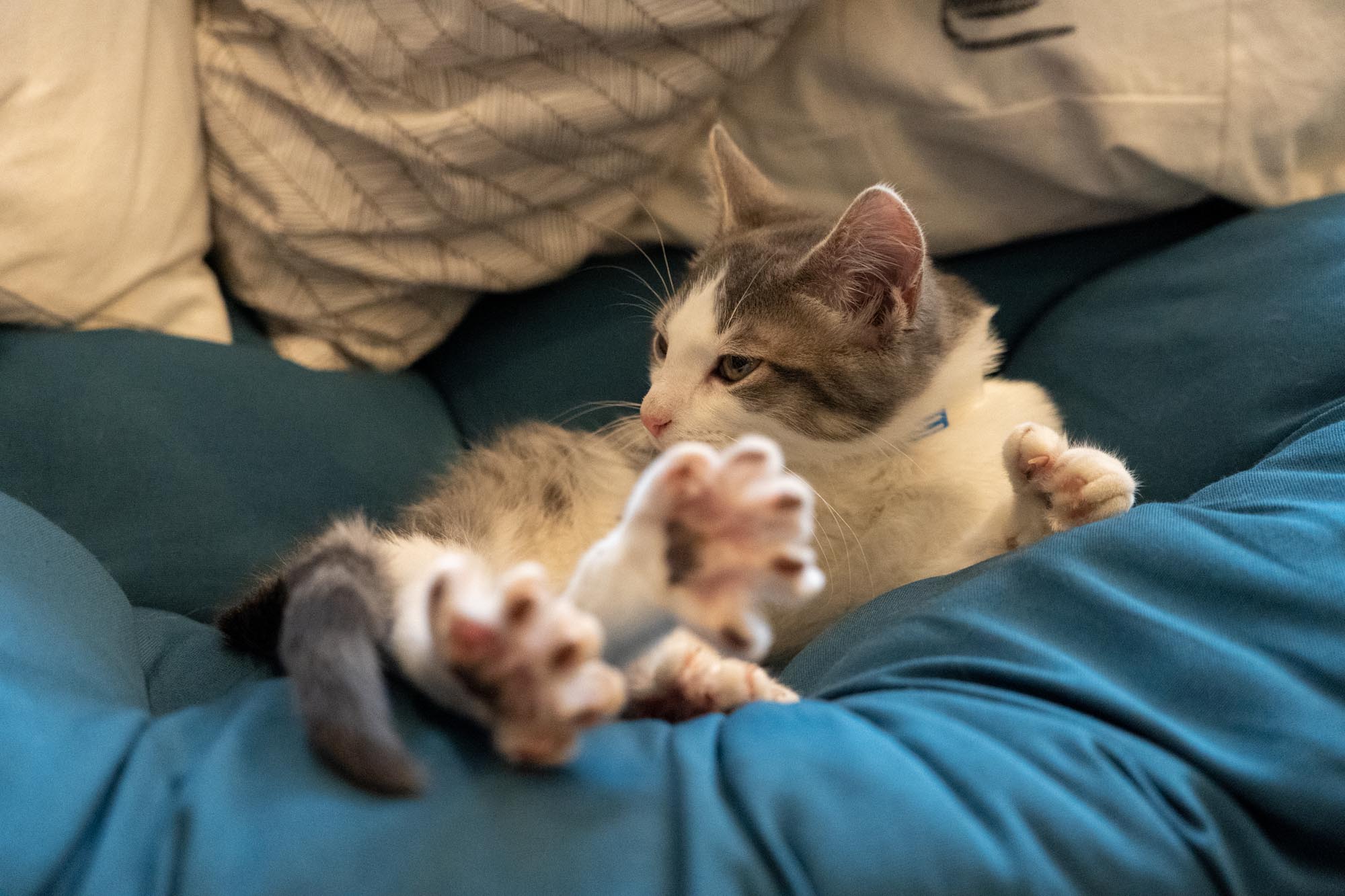 Visiting the First Cleveland Cat Cafe: Cats and Coffee at AffoGATO