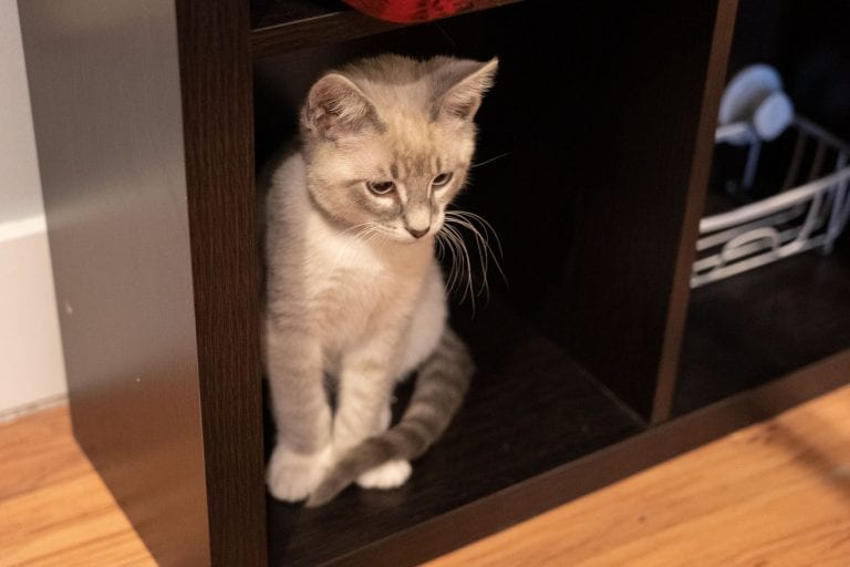 Visiting the First Cleveland Cat Cafe: Cats and Coffee at AffoGATO