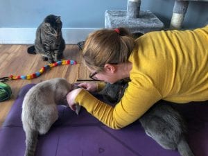 Visiting the First Cleveland Cat Cafe: Cats and Coffee at AffoGATO