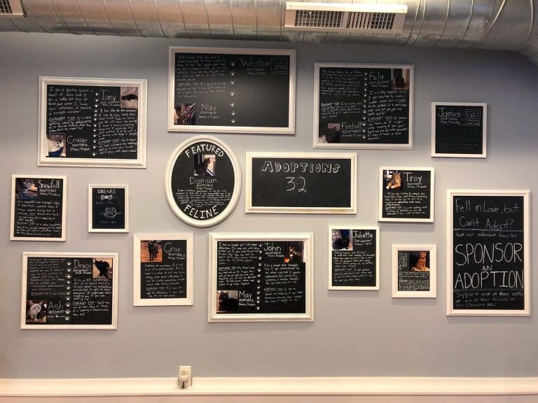 Visiting the First Cleveland Cat Cafe: Cats and Coffee at AffoGATO