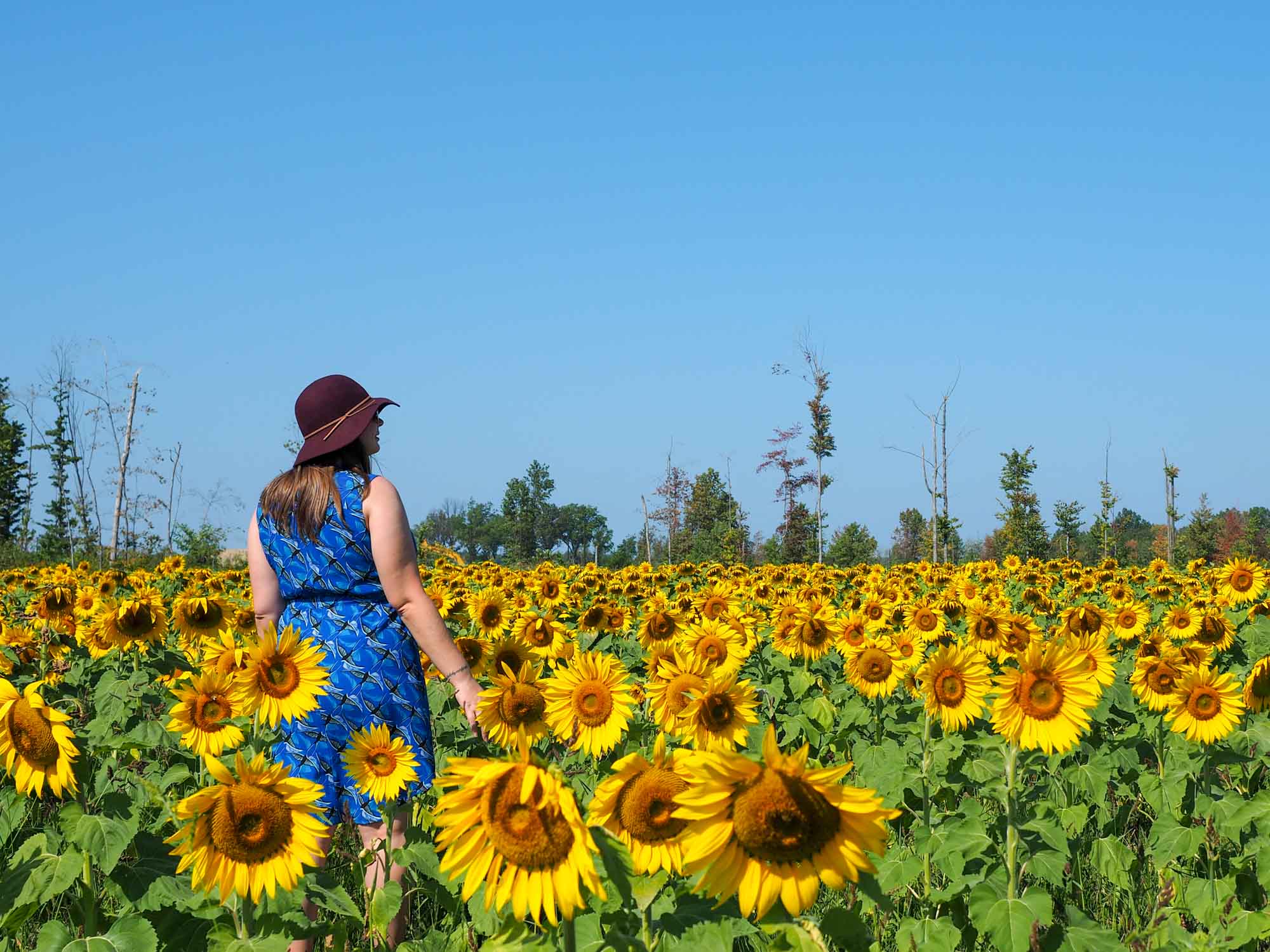 Visiting Maria's Field of Hope to See Sunflowers Near Cleveland