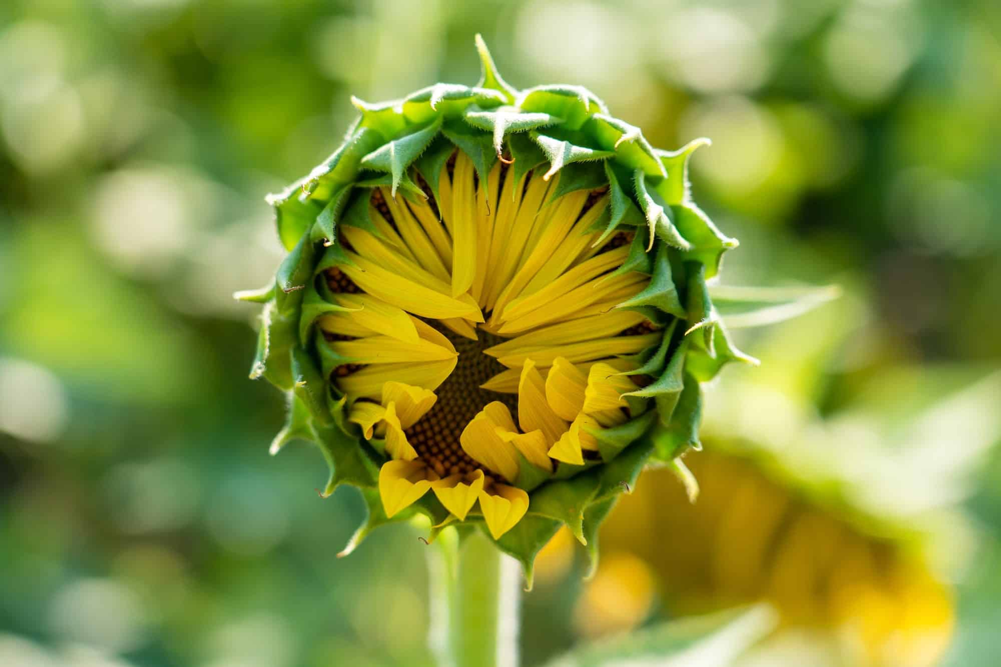 Visiting Maria's Field of Hope to See Sunflowers Near Cleveland