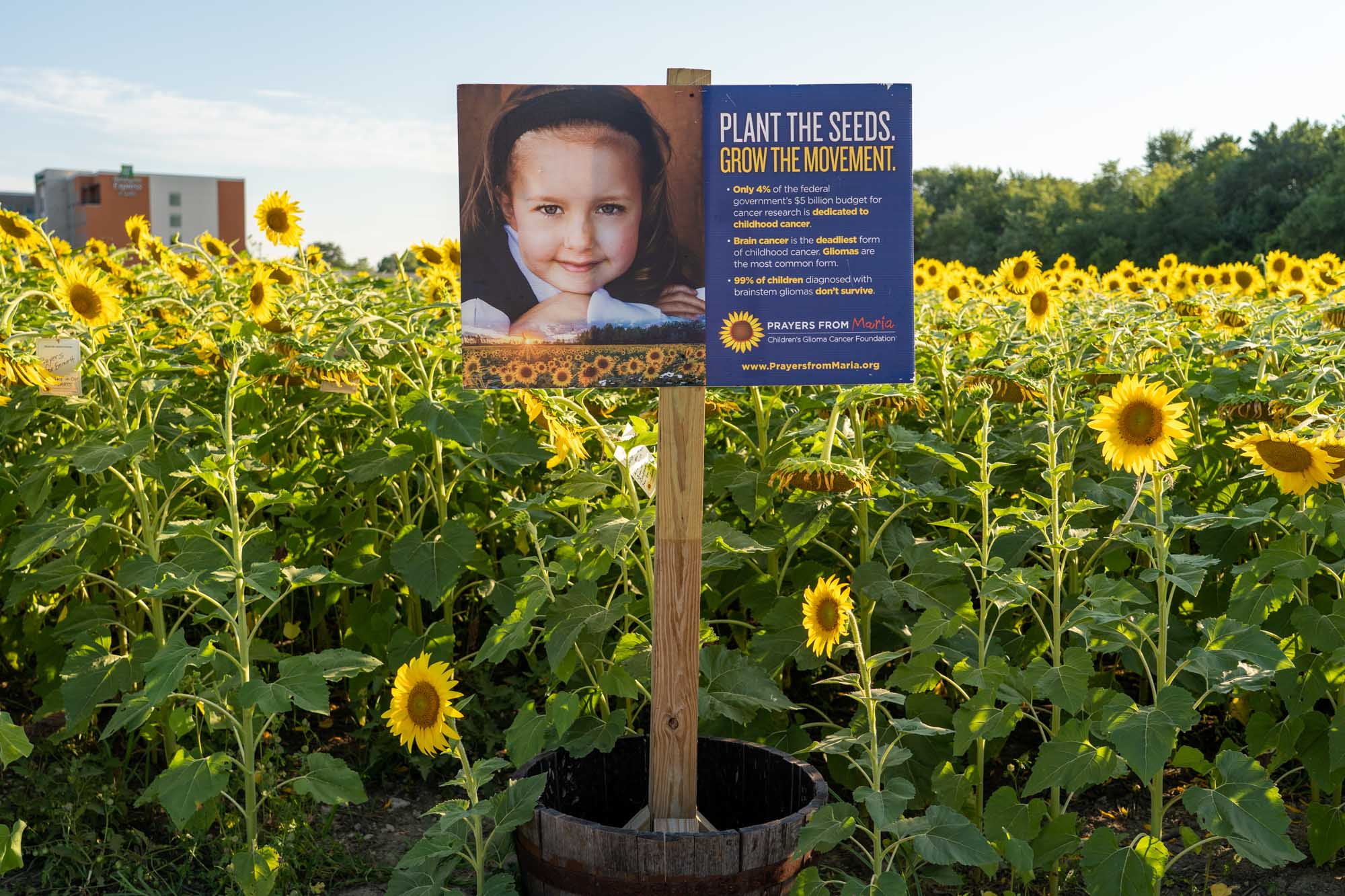 Visiting Maria's Field of Hope to See Sunflowers Near Cleveland