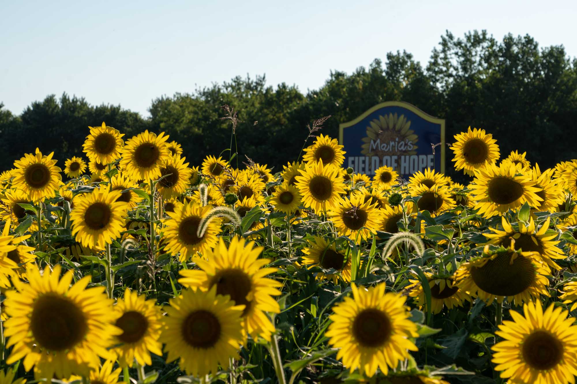 Visiting Maria's Field of Hope to See Sunflowers Near Cleveland