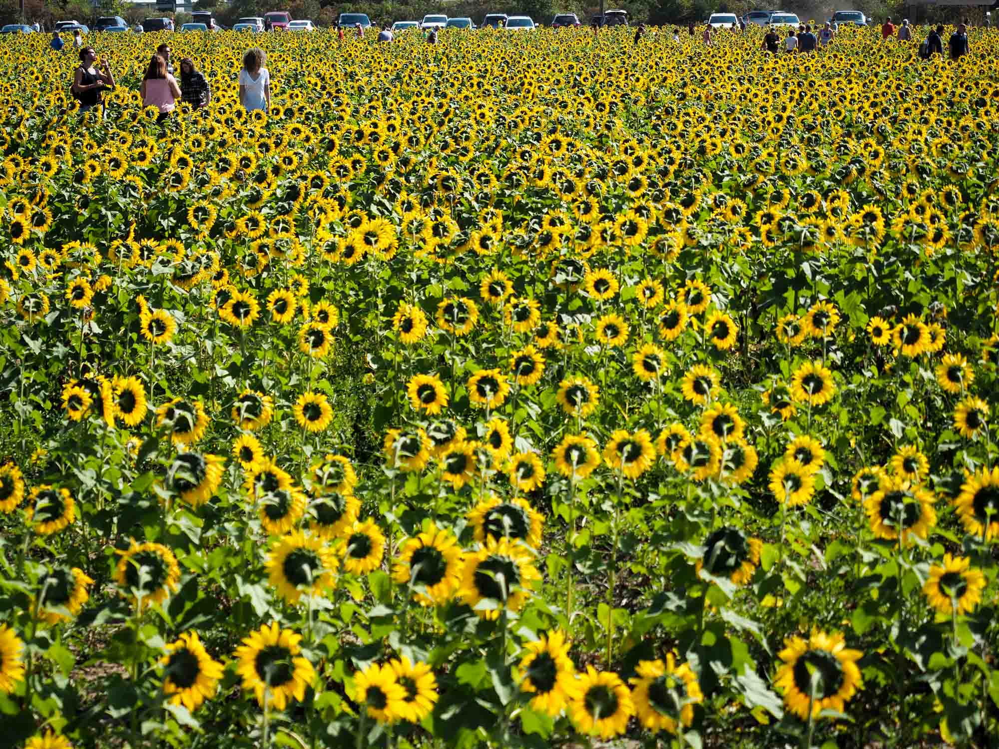 Visiting Maria's Field of Hope to See Sunflowers Near Cleveland