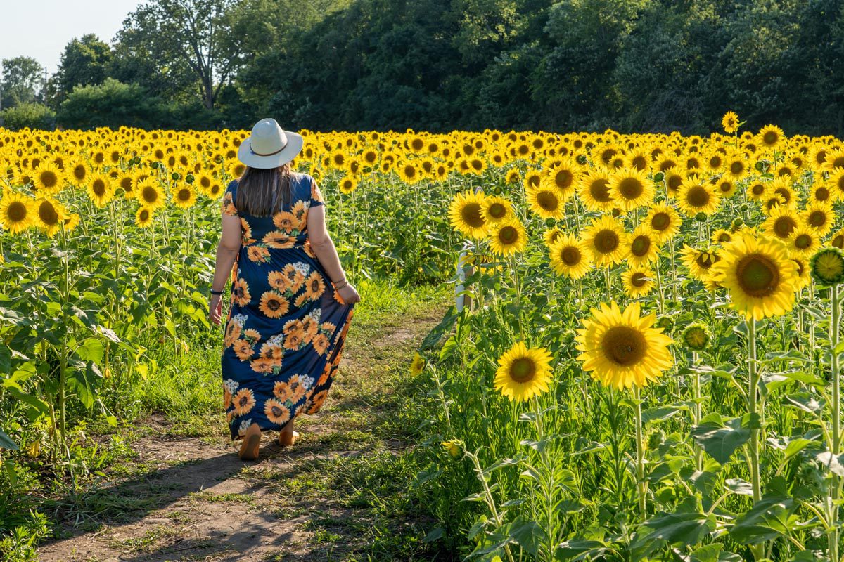 The Most Beautiful Sunflower Fields Near Cleveland to Visit