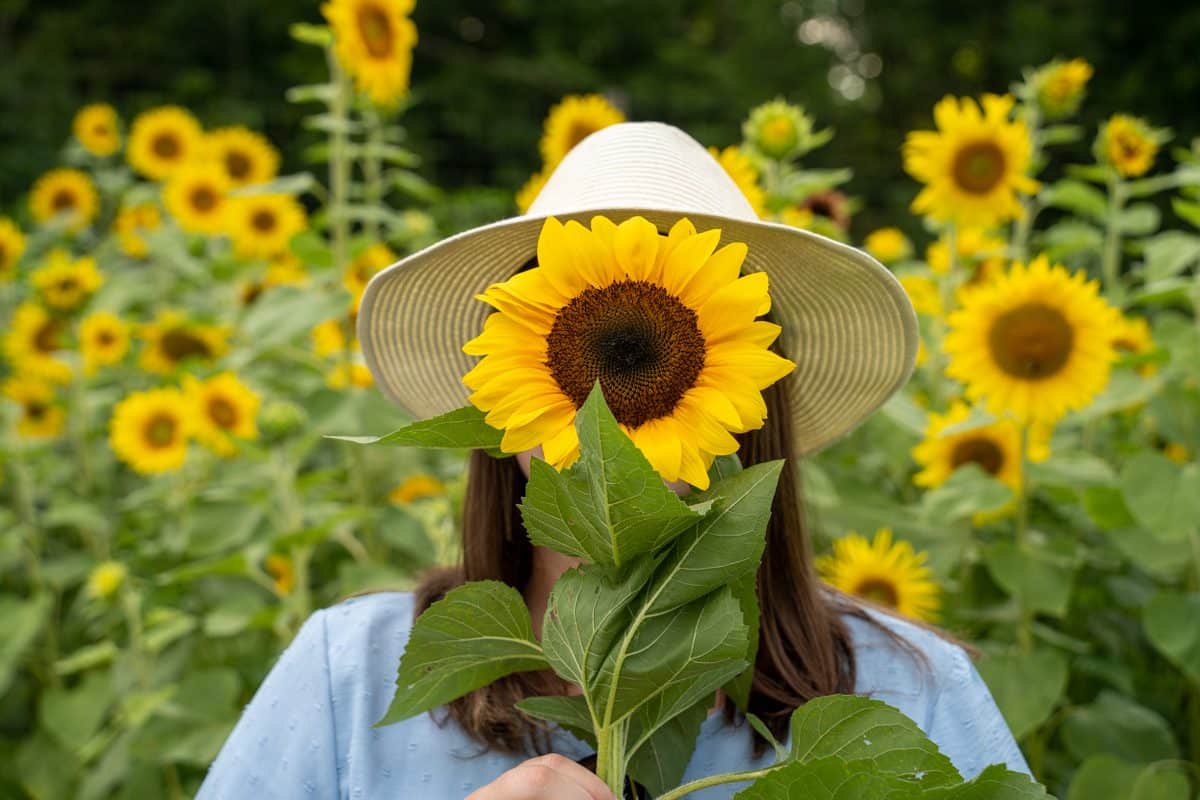 The Most Beautiful Sunflower Fields Near Cleveland to Visit