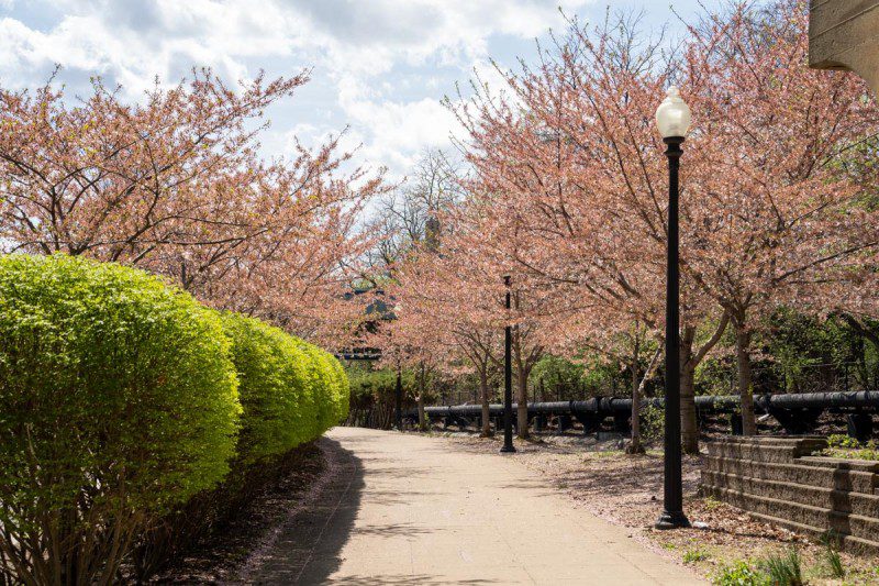 The Best Places to See Cherry Blossoms in Cleveland